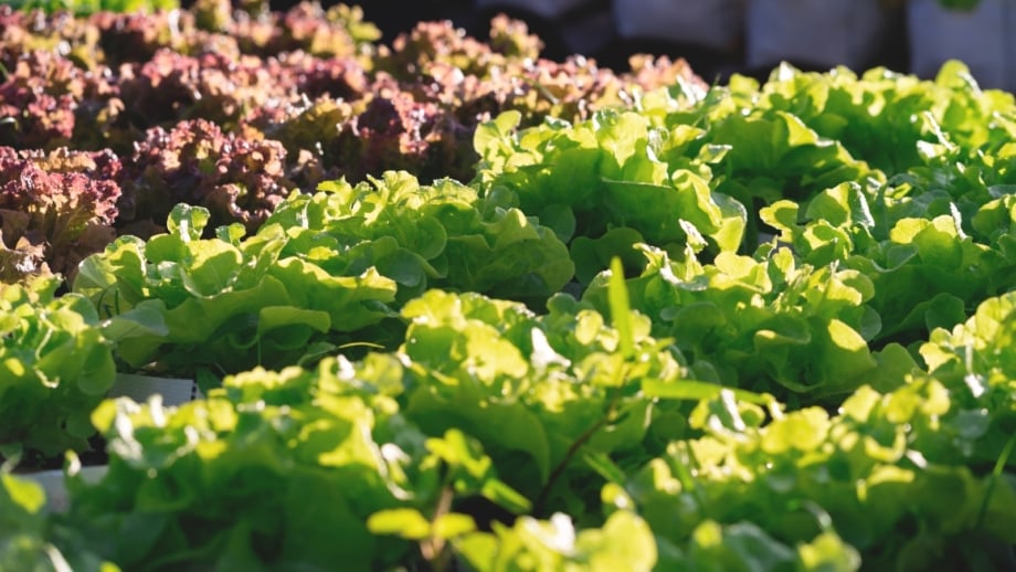 13 Fast-Growing Fall Crops You Can Grow in Less Than 60 Days