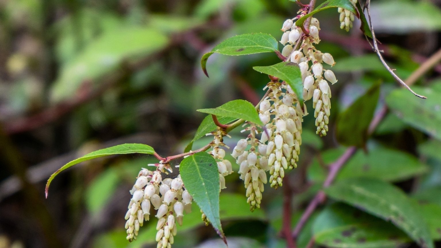 15 Native Evergreen Shrubs to Boost Your Landscape's Year-Round Appeal