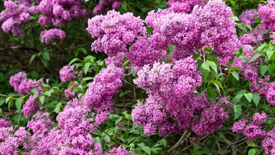17 Best Shrubs for the Cut Flower Garden