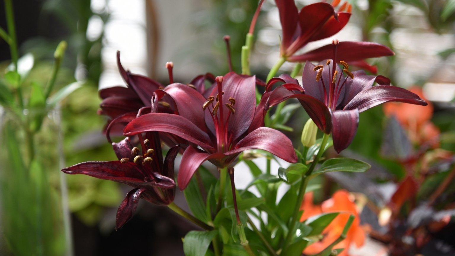 15 Hardy Perennial Bulbs You Can Plant Now