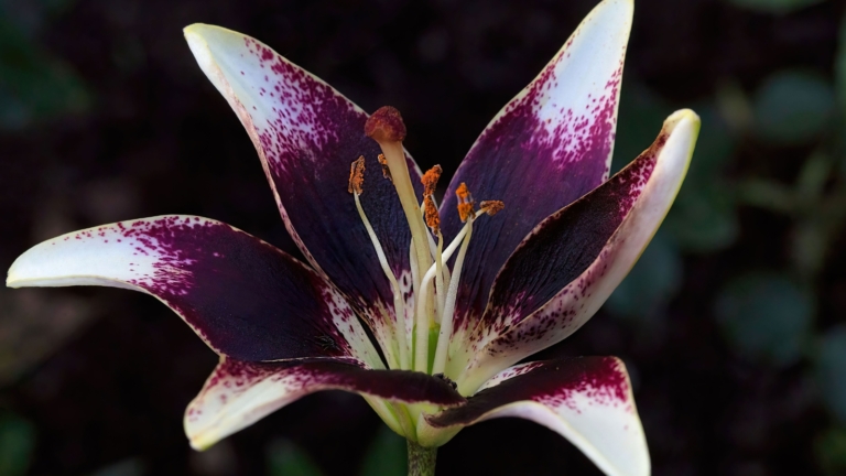 23 Unusual Flower Bulbs to Plant This Season