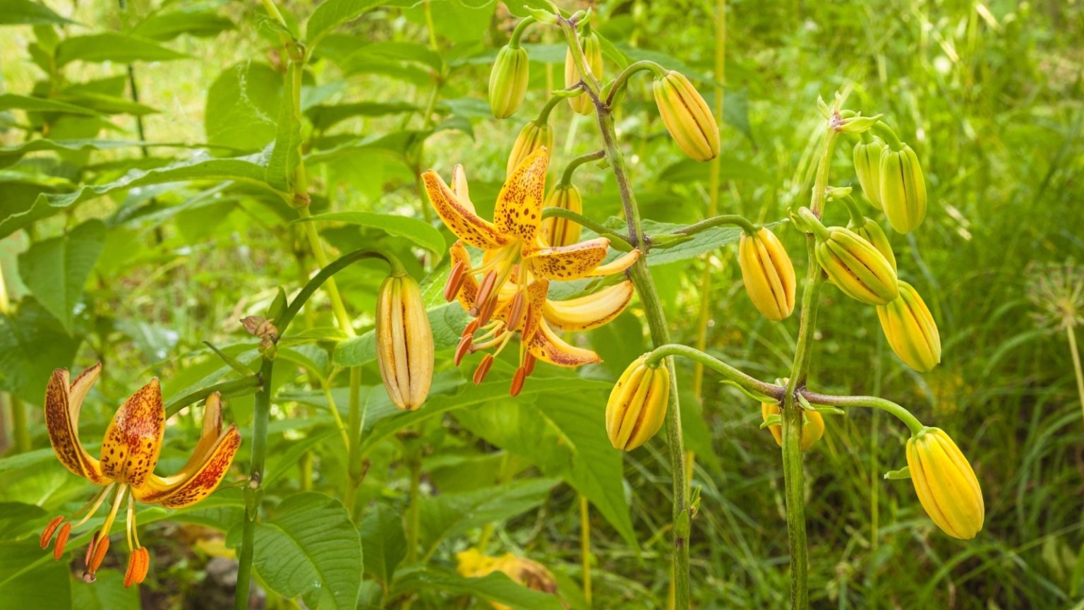 21 Longest-Flowering Bulbs to Plant This Season