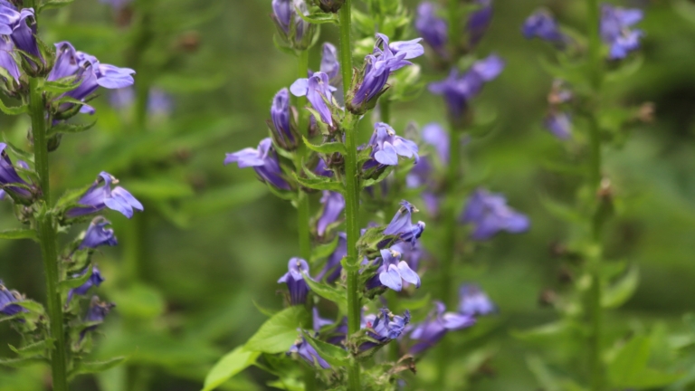 21 Native Wildflowers for Tennessee Gardens