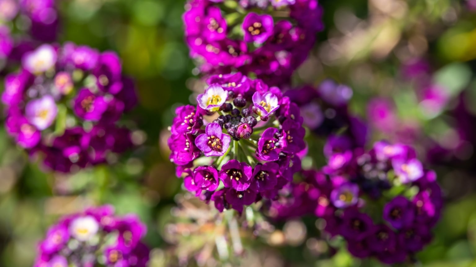 15 Perennials to Direct Sow in Fall