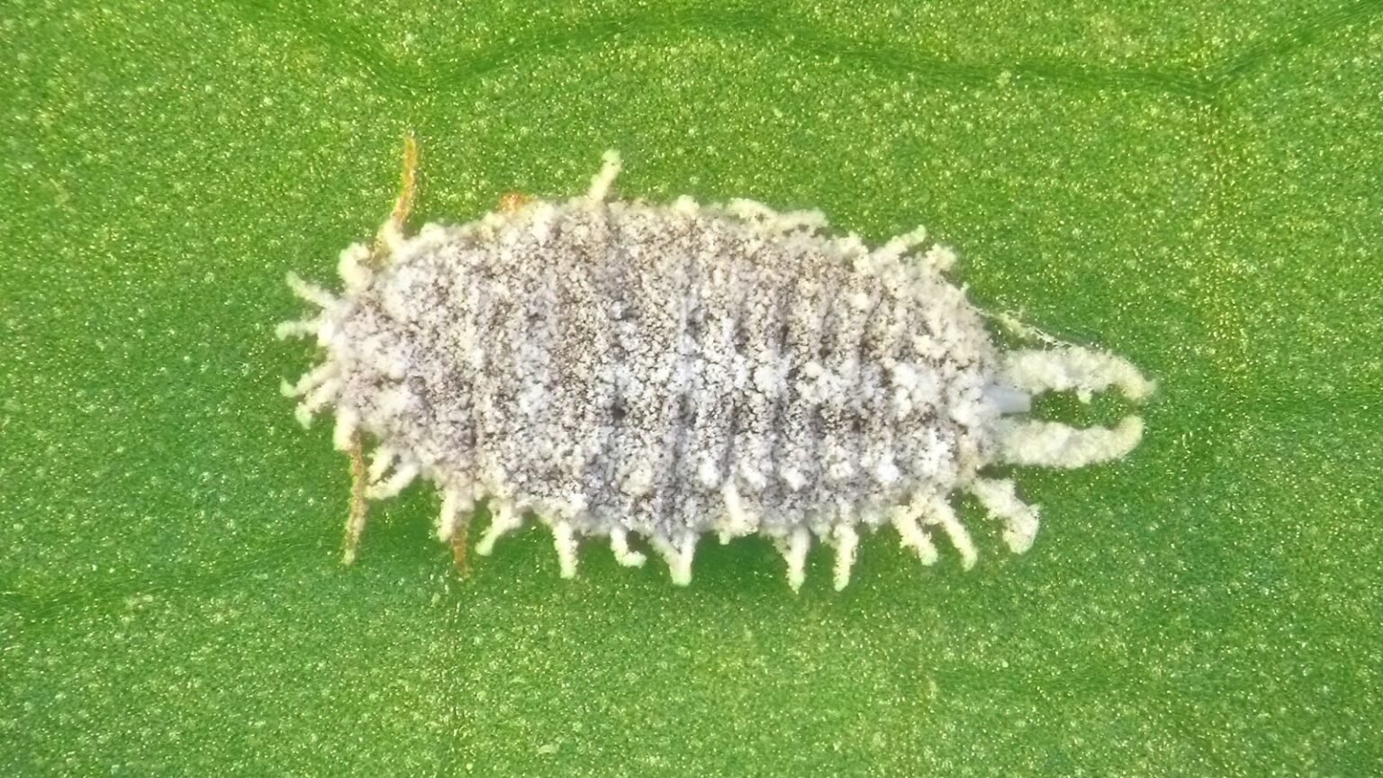 How to Remove and Prevent Mealybugs