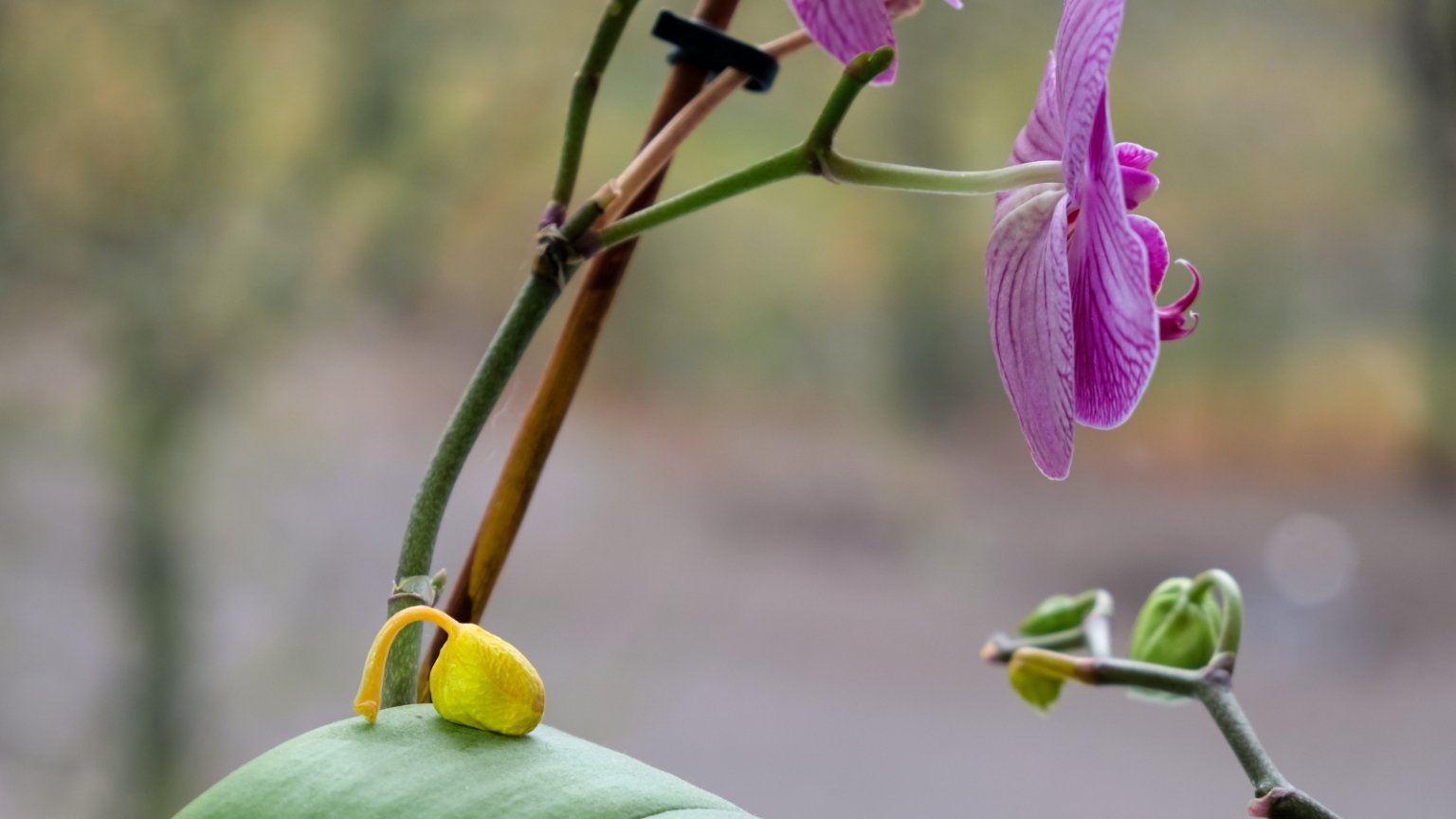 7 Reasons Why the Buds are Dropping from Your Orchid