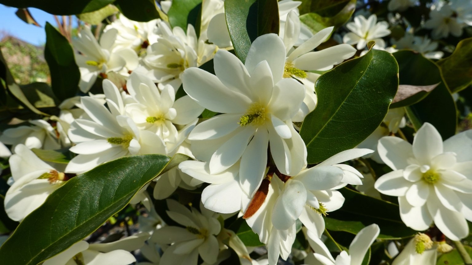 15 Native Evergreen Shrubs to Boost Your Landscape's Year-Round Appeal