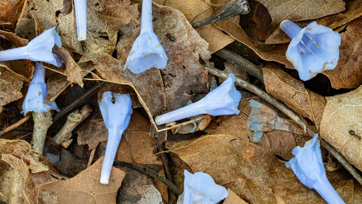 How to Plant, Grow, and Care For Virginia Bluebells