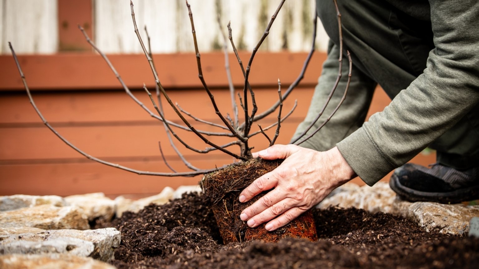 Grow Fruit Trees in Raised Beds: A Step-by-Step Guide