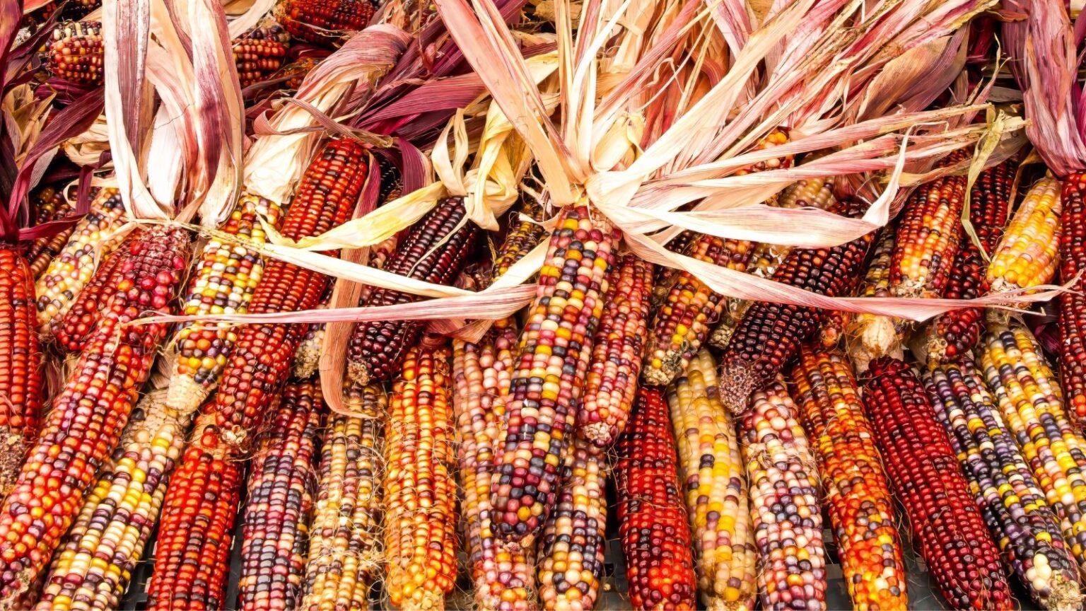 How to Plant, Grow, and Care for Corn