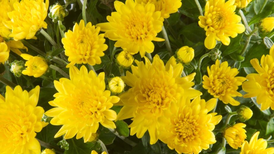 5 Tips for Selecting the Best Mums