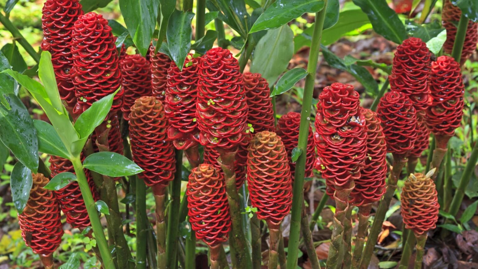 How to Plant, Grow, and Care for Shampoo Ginger