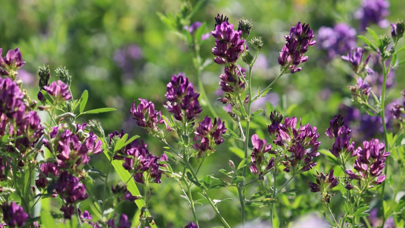 13 Cover Crops You Should Plant in September