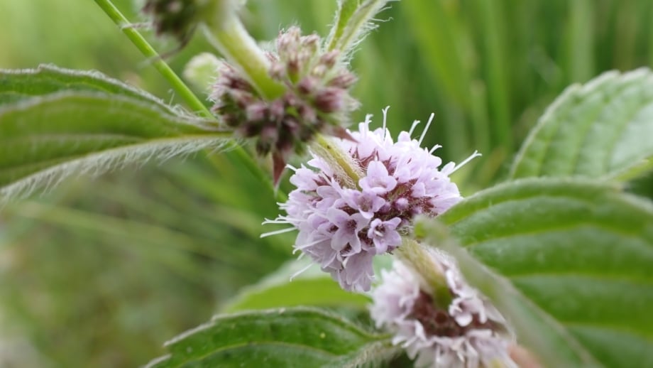 9 Native Herb Alternatives to Aggressive Mint
