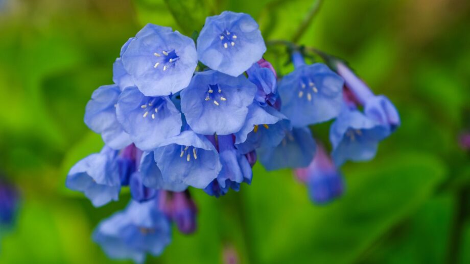 How to Plant, Grow, and Care For Virginia Bluebells