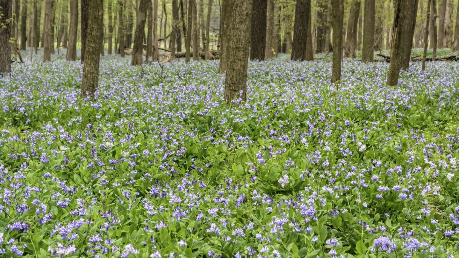How to Plant, Grow, and Care For Virginia Bluebells