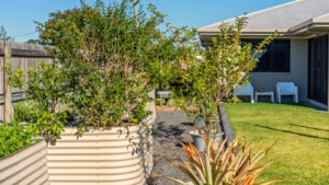 Grow Fruit Trees in Raised Beds: A Step-by-Step Guide