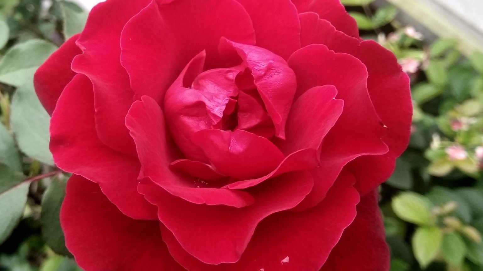 15 Most Popular Roses of All Time