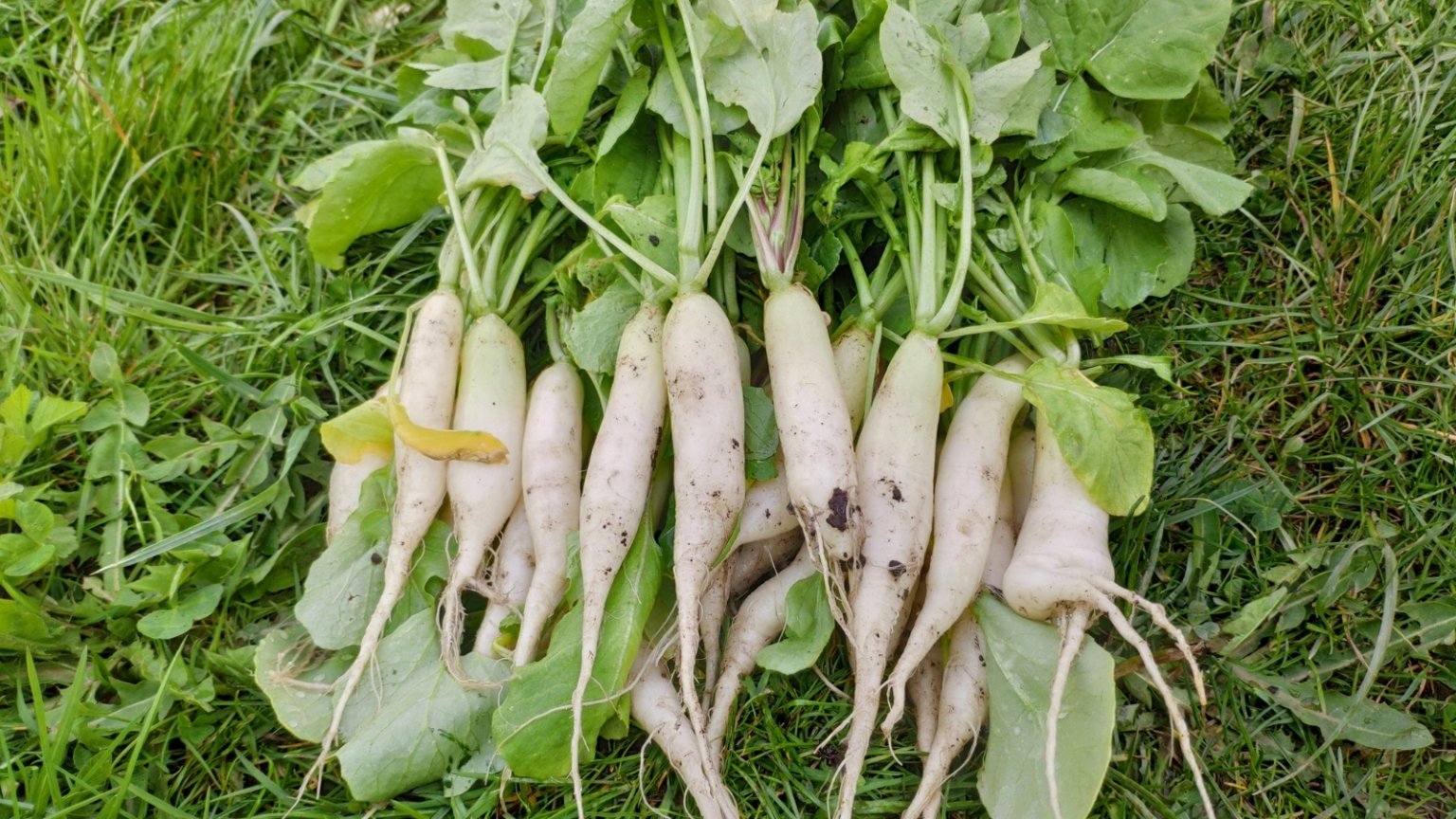 Fall vs. Spring Radishes: Recommended Varieties for Each Season