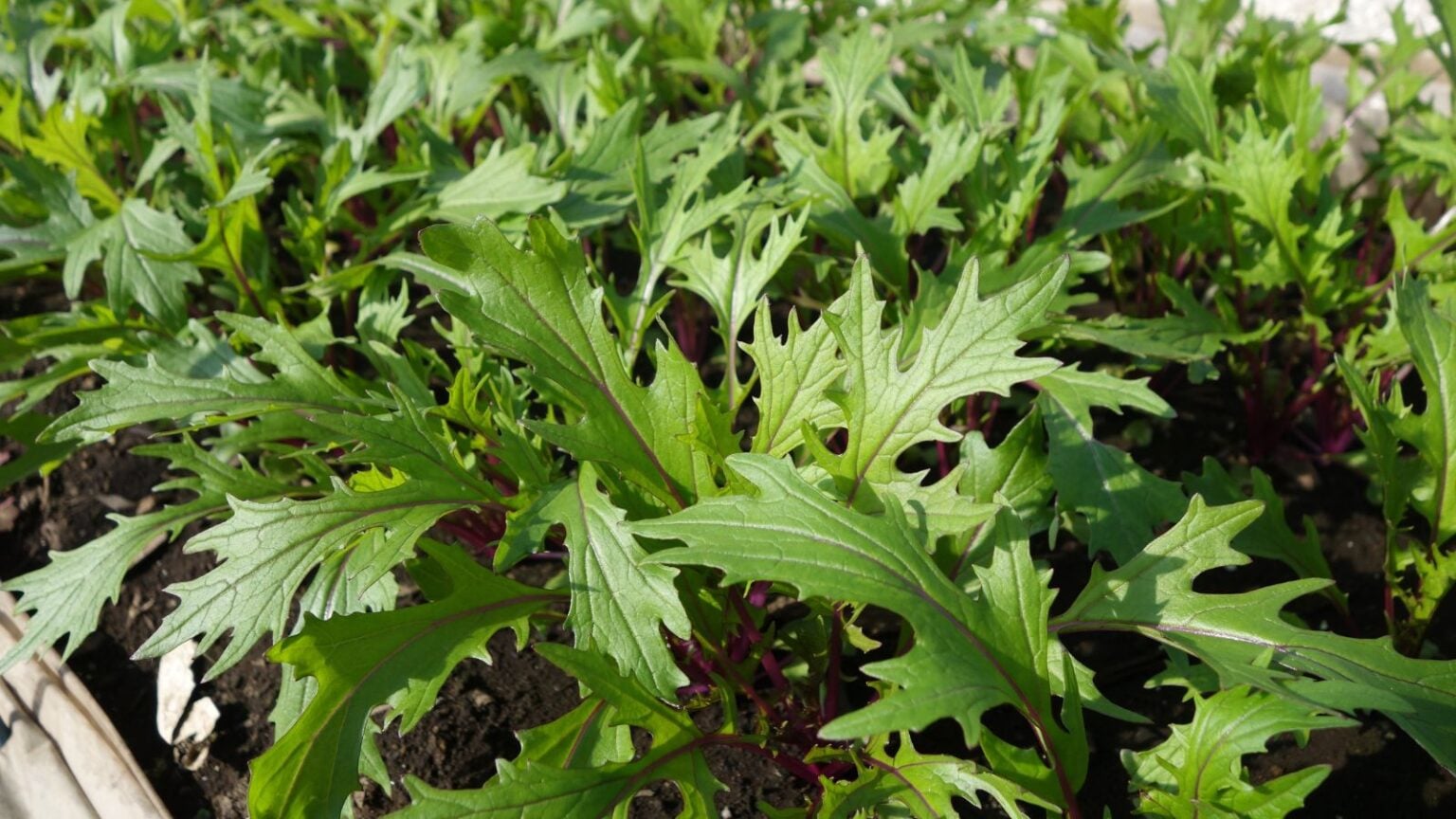 How to Plant, Grow, and Care for Mizuna