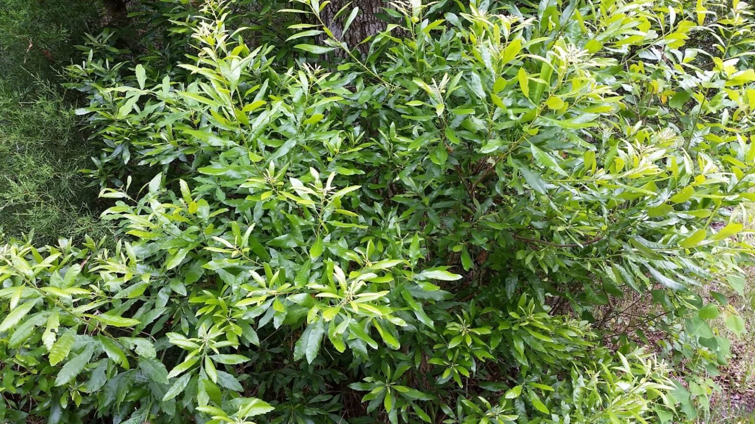 31 Stunning Plants For a Coastal Garden
