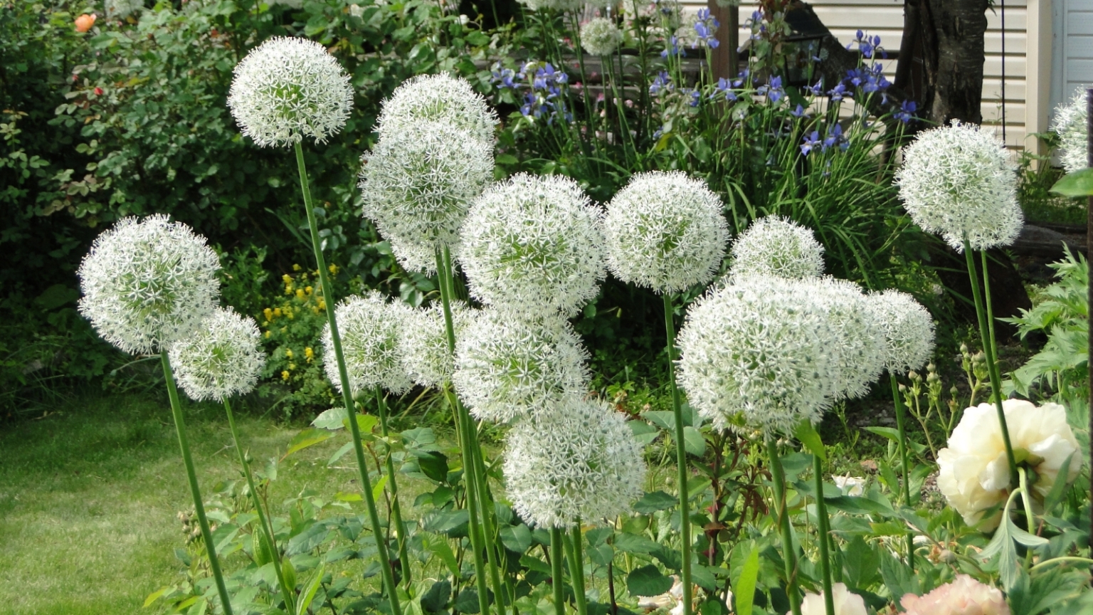 When to Plant Allium Bulbs