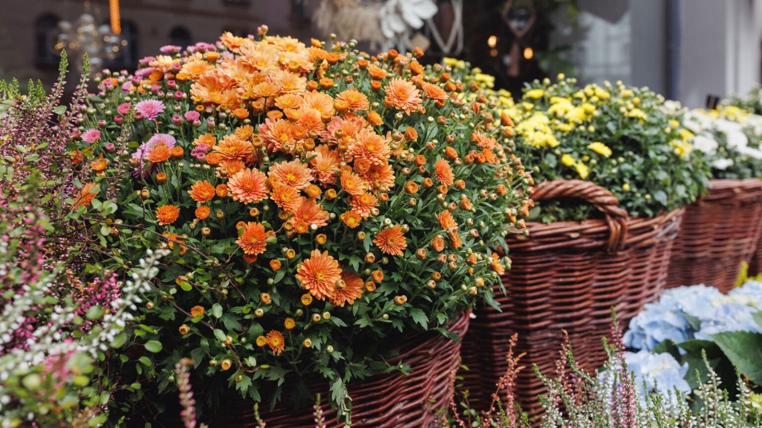 7 Tricks to Give Your Hanging Baskets a Fall Refresh