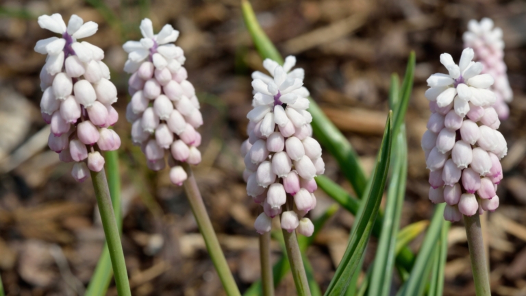 23 Unusual Flower Bulbs to Plant This Season