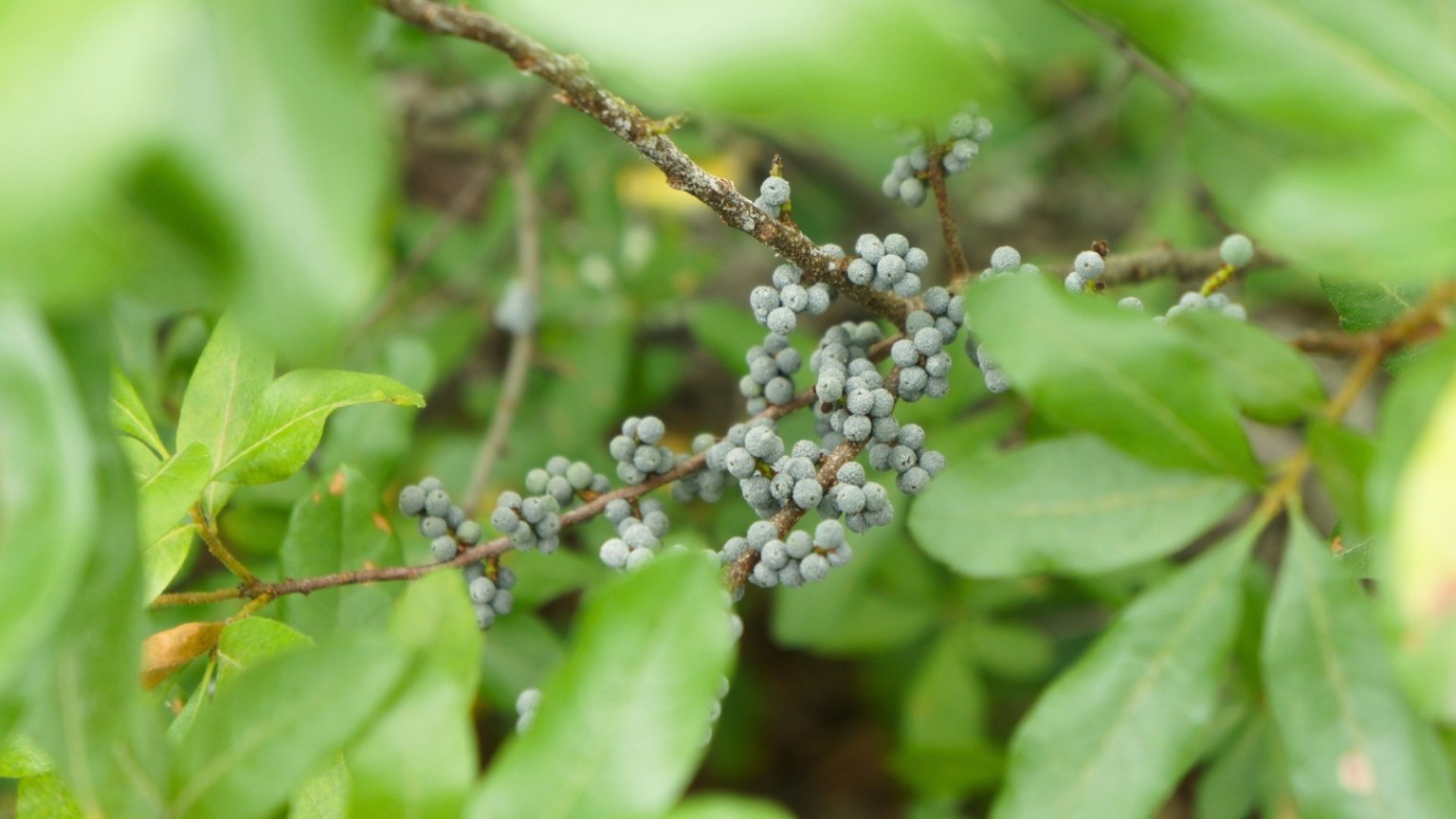 15 Native Evergreen Shrubs to Boost Your Landscape's Year-Round Appeal