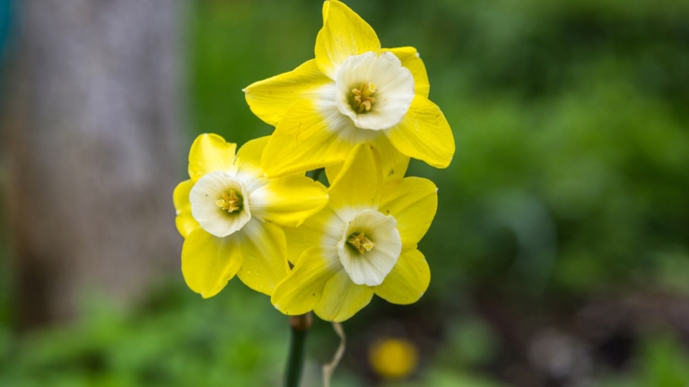 23 Unusual Flower Bulbs to Plant This Season