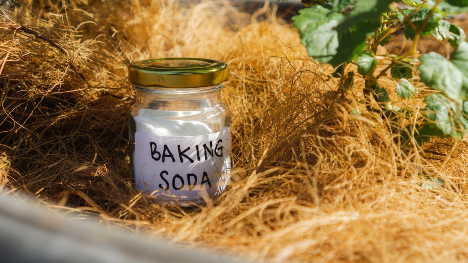 10 Pro Tips For Treating Powdery Mildew on Roses