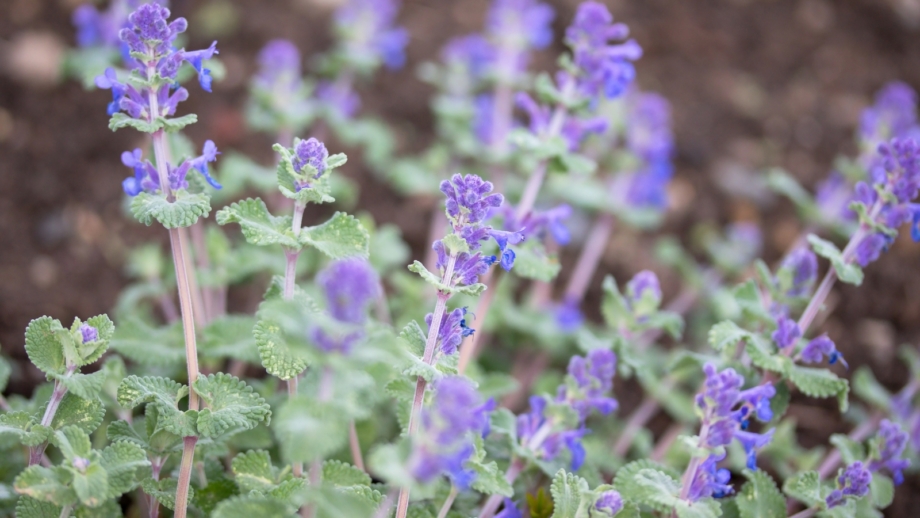 13 Plants You Should Prune in the Fall, and 13 You Should Leave For Spring