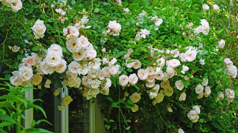 15 Most Popular Roses of All Time