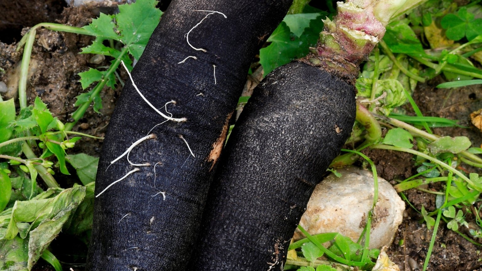 21 Delicious Turnip Varieties for the Fall Garden