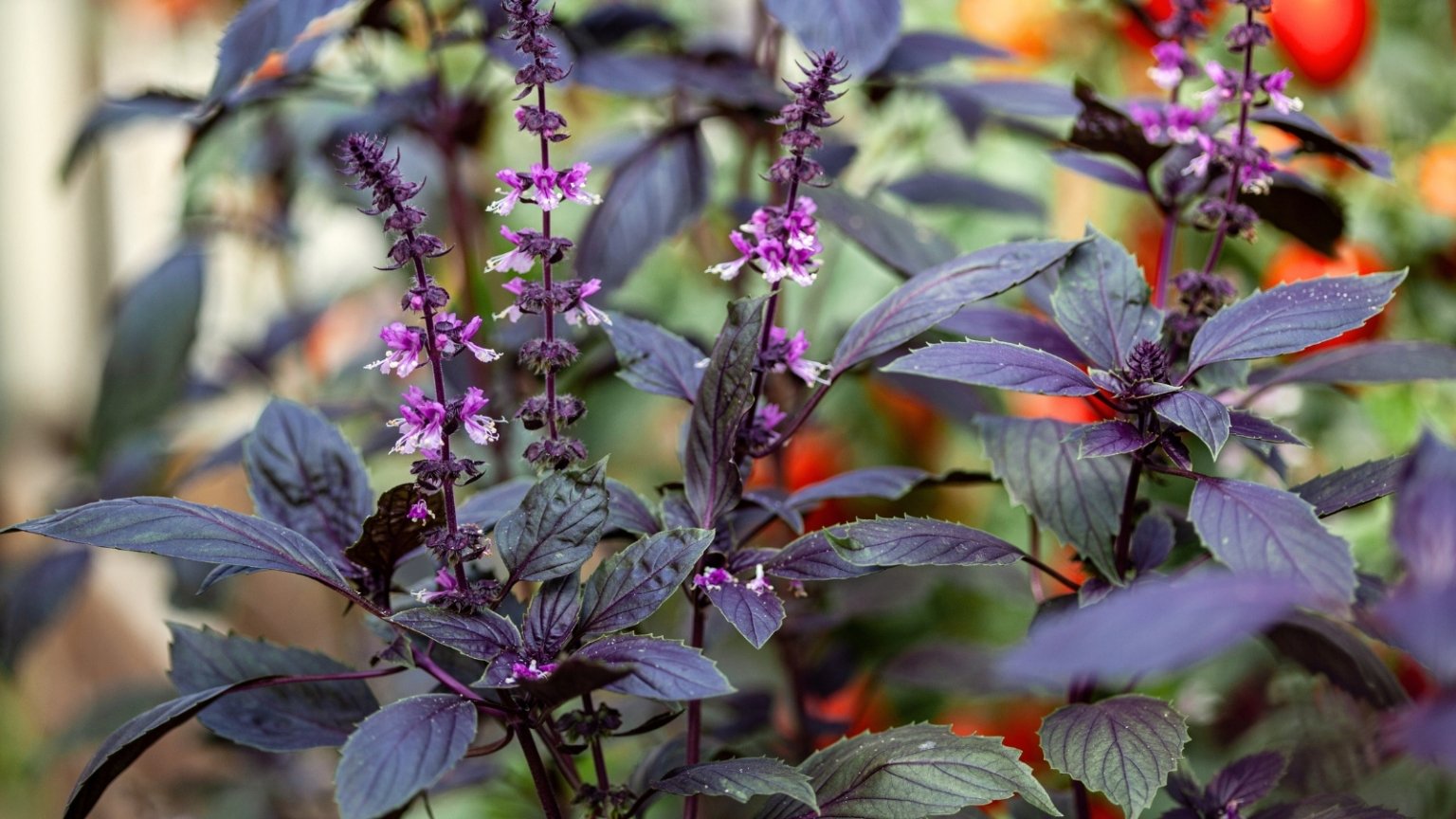 19 Fast-Growing Plants to Grow with Kids
