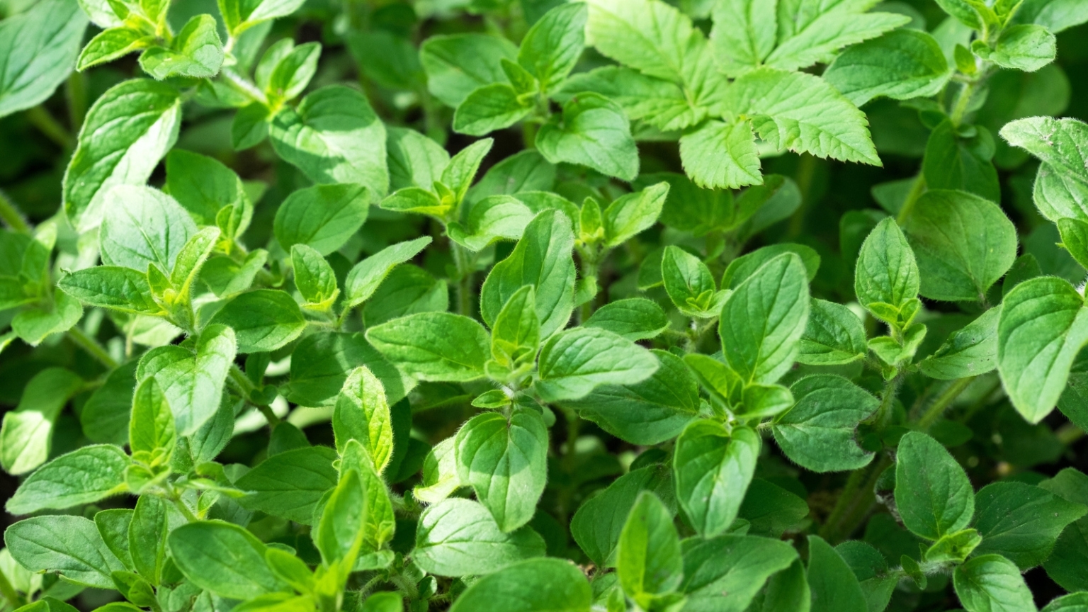 19 Herbs That Thrive in the Fall