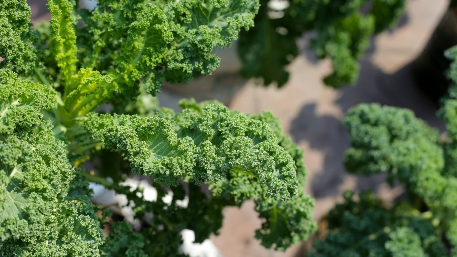 13 Varieties of Ornamental Kale For Your Fall Containers