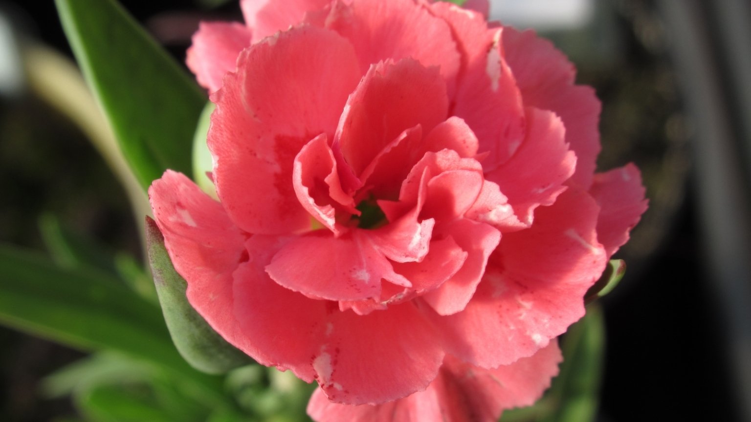 15 Beautiful Carnation Varieties for Your Garden