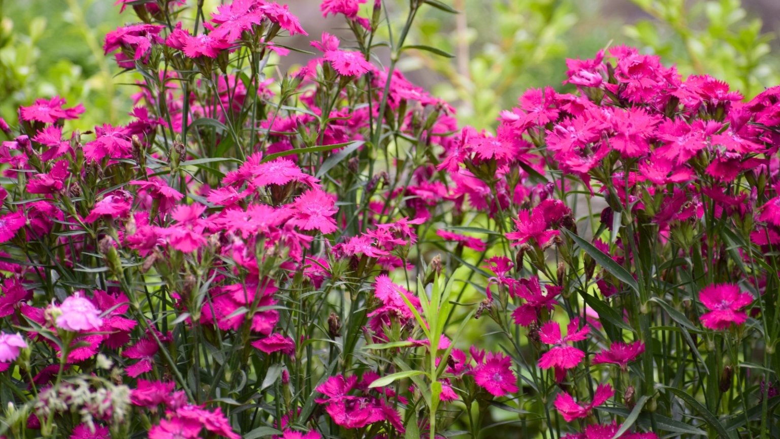 15 Beautiful Carnation Varieties for Your Garden
