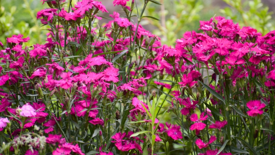15 Beautiful Carnation Varieties for Your Garden