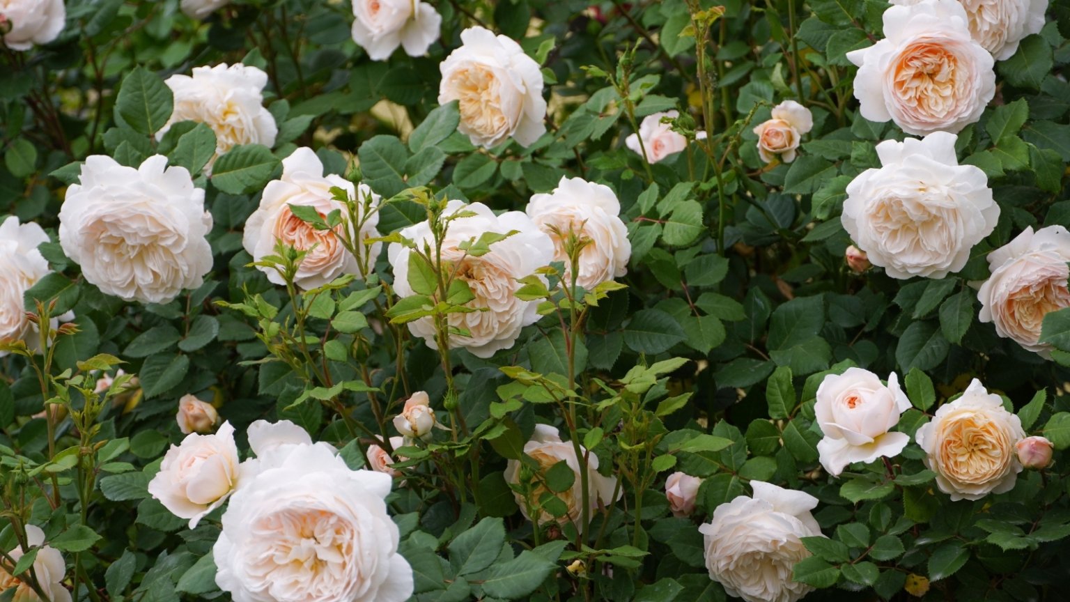 15 Most Popular Roses of All Time