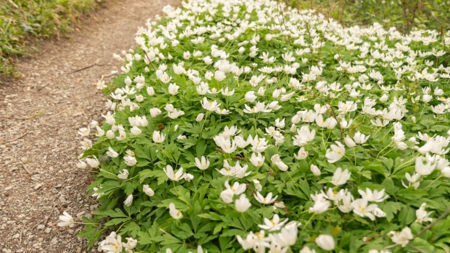 How to Plant, Grow, and Care for Wood Anemones