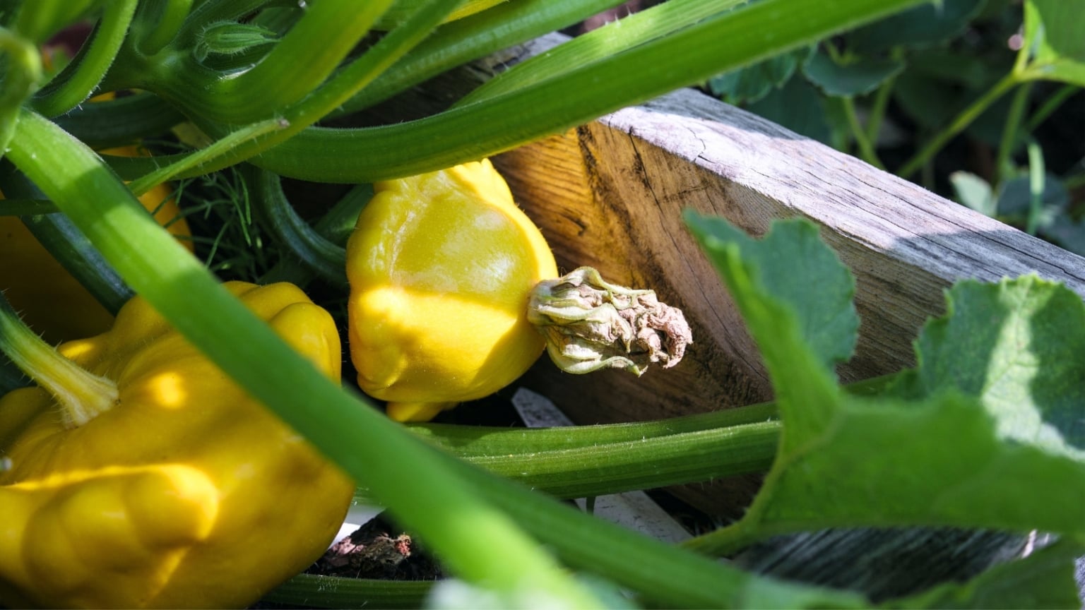 13 Fast-Growing Fall Crops You Can Grow in Less Than 60 Days