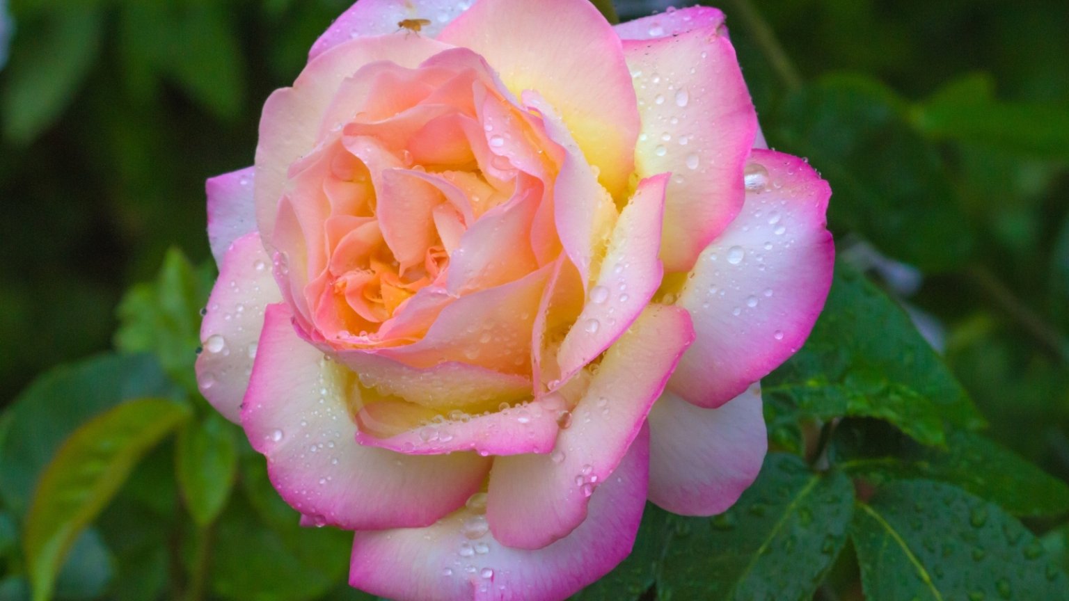 15 Most Popular Roses of All Time