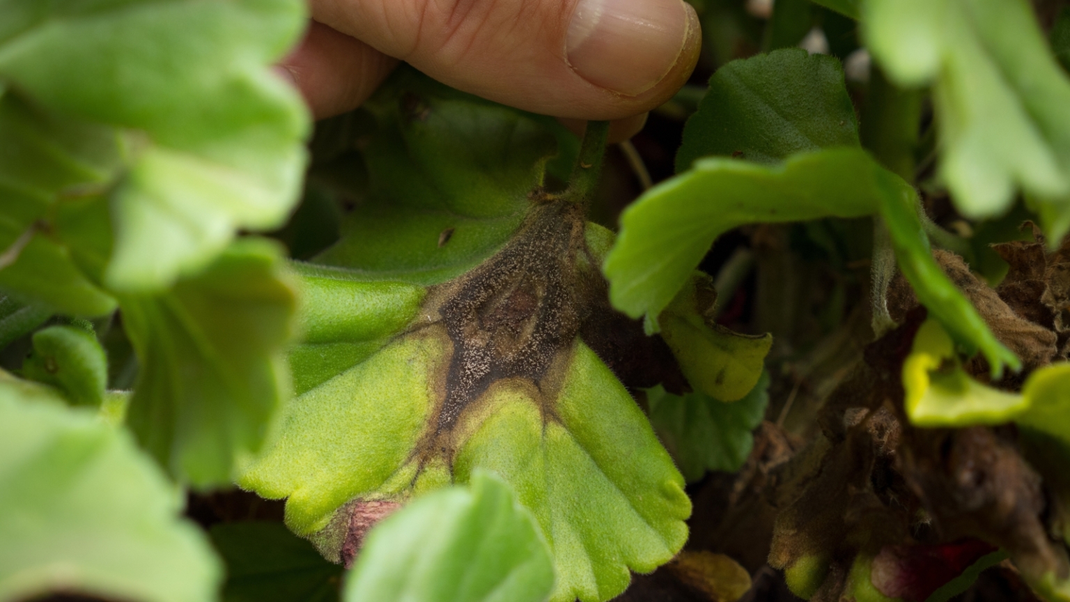 How to Plant, Grow, and Care for Baby Tears (Soleirolia Soleirolii)