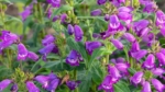 15 Perennials You Should Divide in Spring