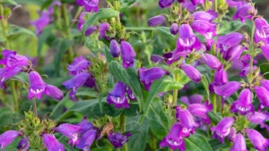 15 Perennials You Should Divide in Spring