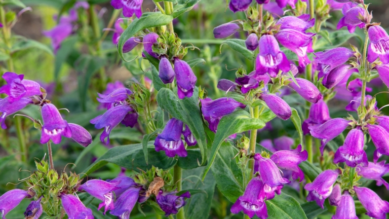15 Perennials You Should Divide in Spring