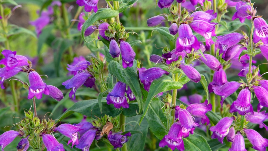 15 Perennials You Should Divide in Spring
