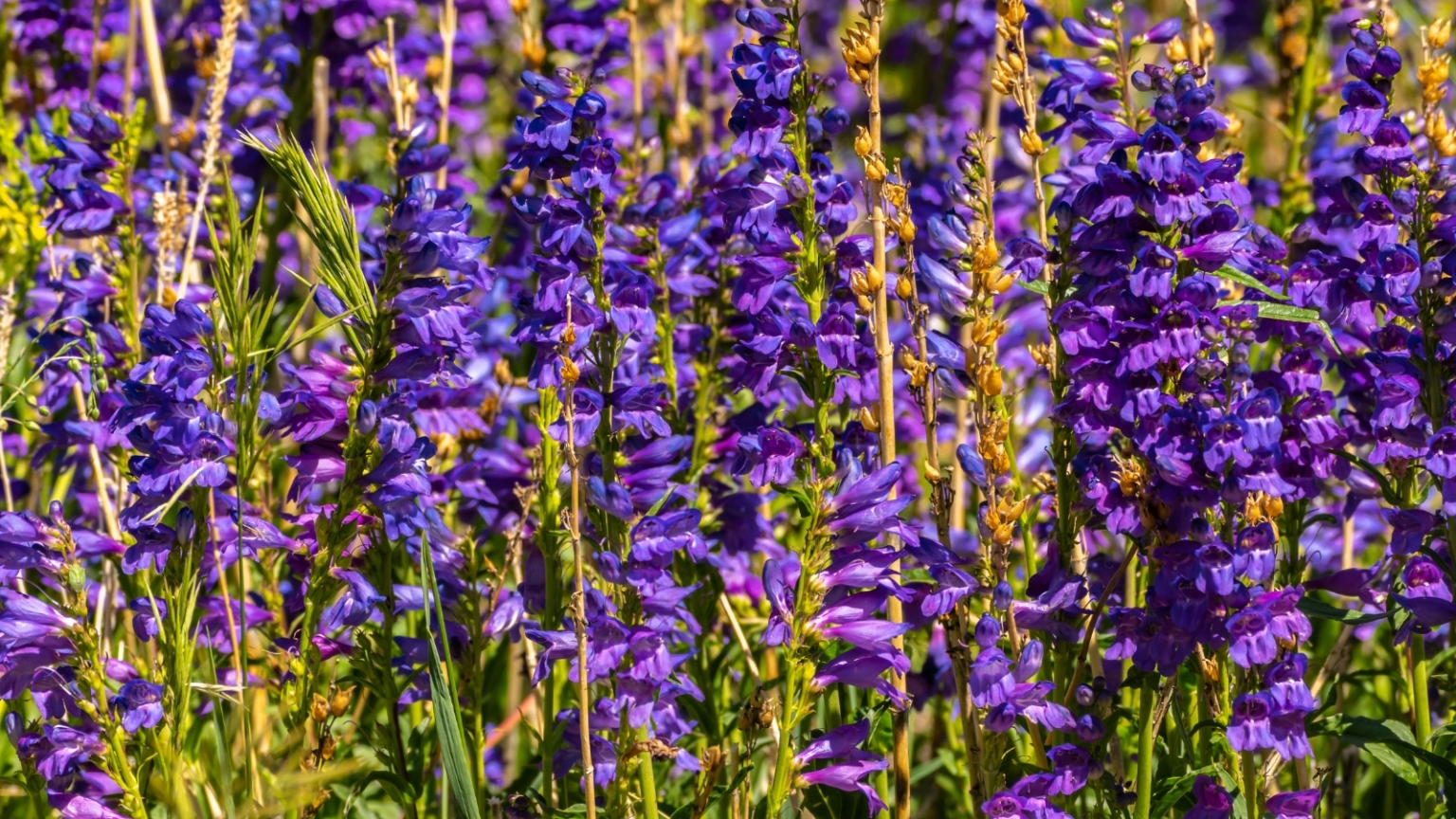 15 Perennials to Direct Sow in Fall